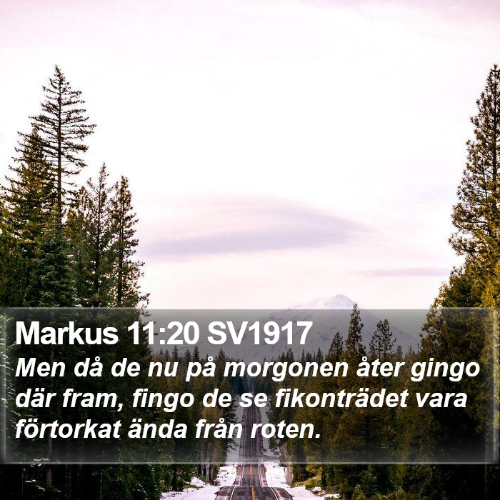 Markus 11:20 SV1917 - Men då de nu på morgonen åter gingo där fram,