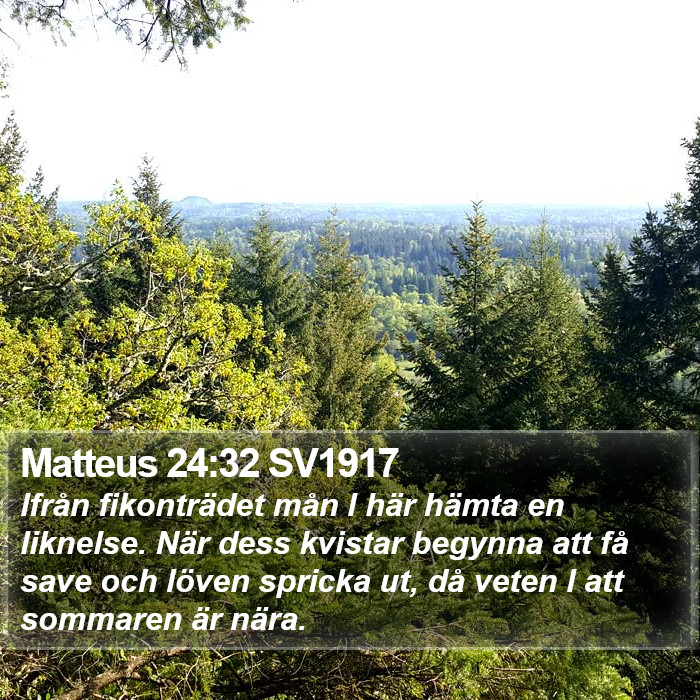 Matteus 24:32 SV1917 - Ifrån fikonträdet mån I här hämta en